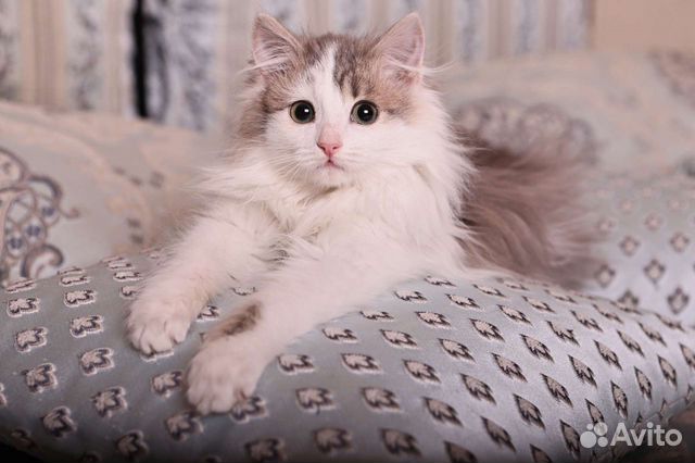 Кошки в добрые руки бесплатно