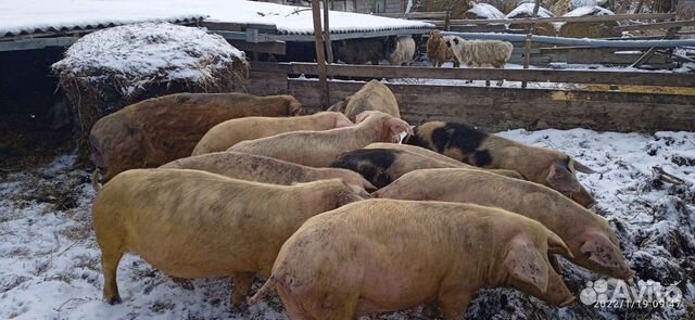 Супоросная свиноматка