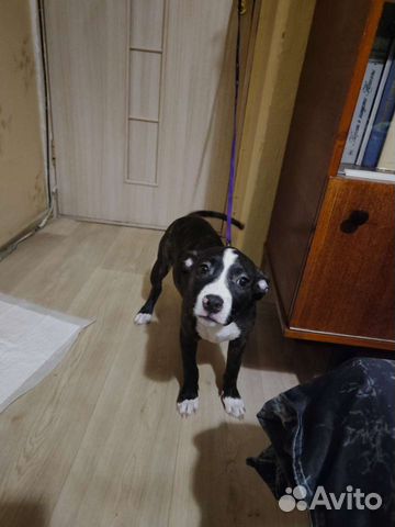 Стаффордширский терьер