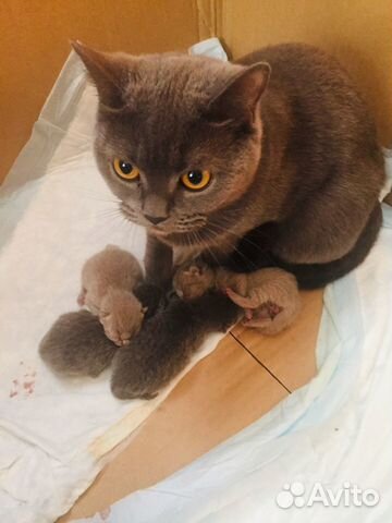 Британские котята