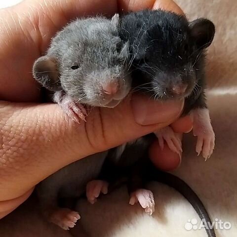 Крысята дамбо от ratlove13.85 девочки