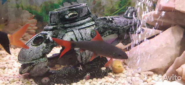 Лабео двухцветный и Боция-клоун