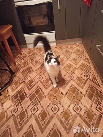 Отдам кота в добрые руки