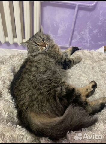 Котик полосатик ищет дом