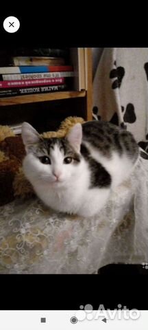 Ласкуша котик ищет дом