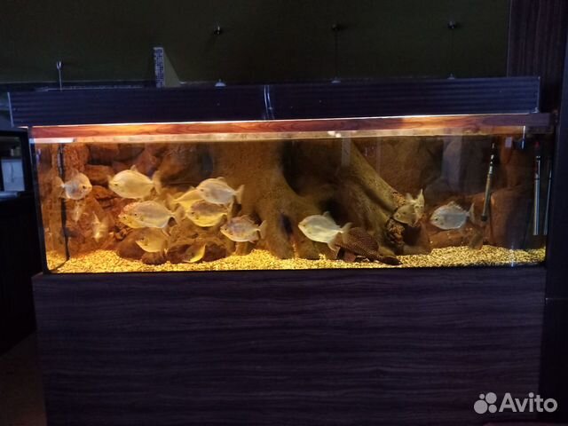 Аквариум с рыбками и задним фоном Amazon