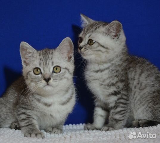 Мальчики серебро