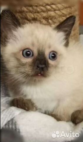 Меконгский бобтейл