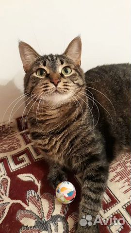 Кошечка Рыся