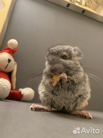 Шиншиллята 2 месяца