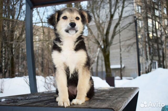 Щенок девочка Мотя 3 мес