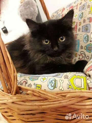 Два котёнка в дар