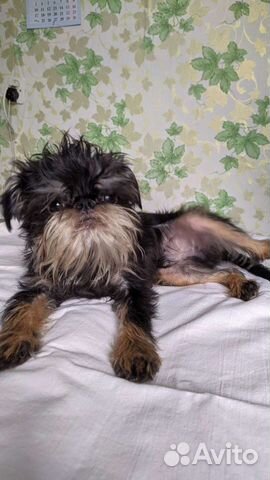 Бельгийский гриффон (мальчик)