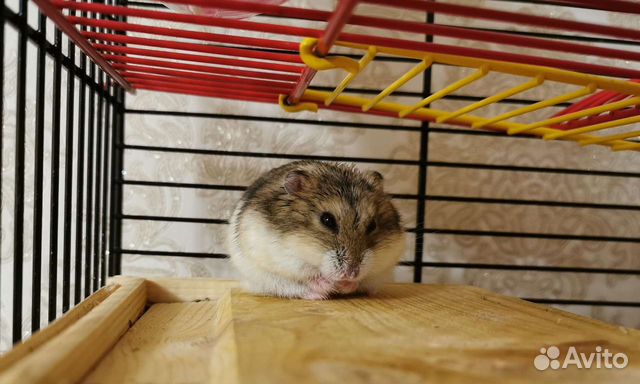 Джунгарский хомяк бесплатно