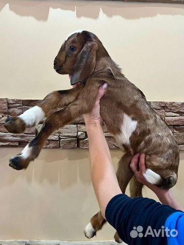 Нубийские козочки