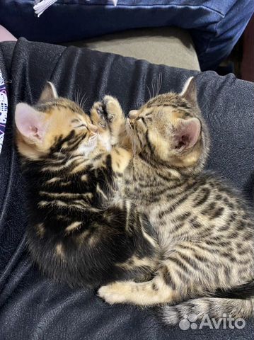 Бенгальские котята