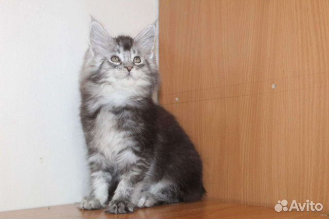 Кот черный серебристый тикированный