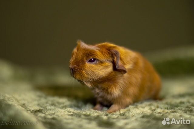 Девочка крестед американский сатин баф