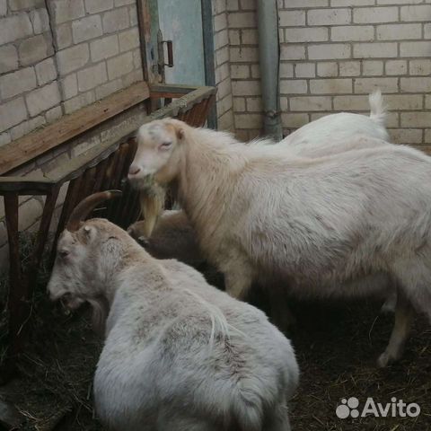 Козел ламанча