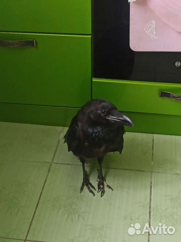Ворон в добрые руки