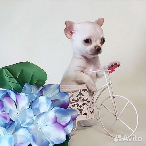 Чихуахуа мини мальчик