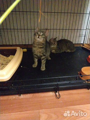 Котята подвальные