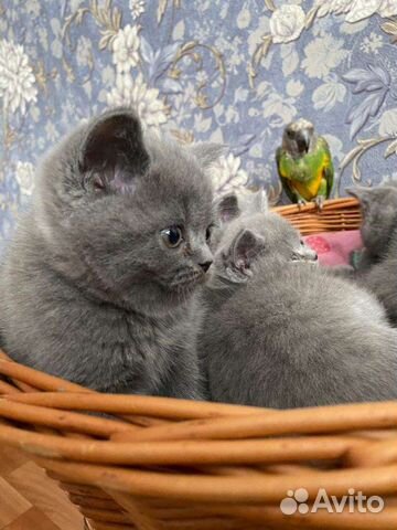 Британские котята