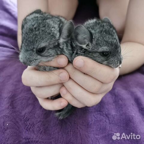 Шиншиллята