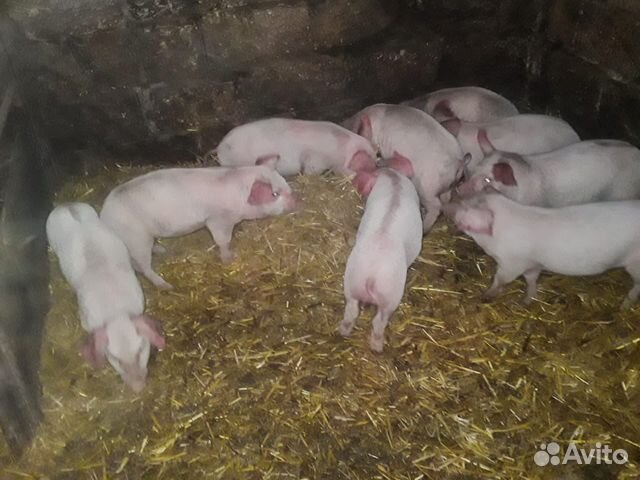 Поросенок ландрас