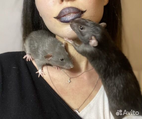 Крысы с 2-мя клетками и всем инвентарем