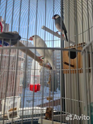 Рисовый амадин белый (мальчик)