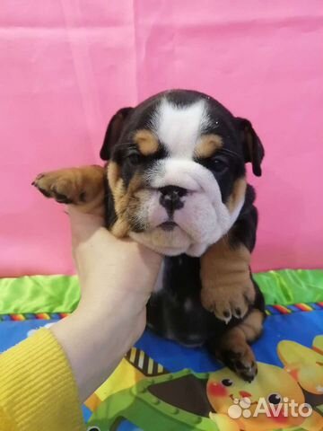 Английский бульдог щенки