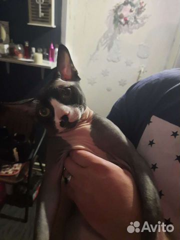 Канадский сфинкс вязка