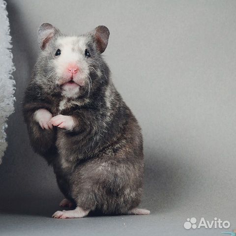 Сирийские хомячки из питомника