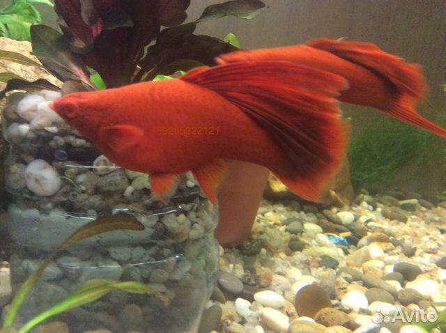 Меченосцы рубиновые