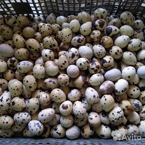 Инкубационное яйцо перепелов различных пород
