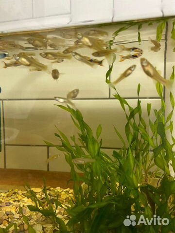 Гуппи бесплатно