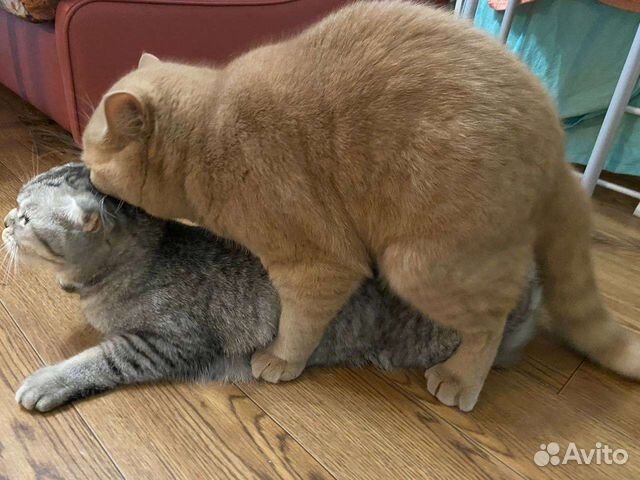 Крупный шотландский кот на вязку