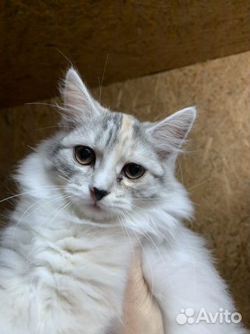 Котенок девочка из приюта ищет дом, отдаем в добры