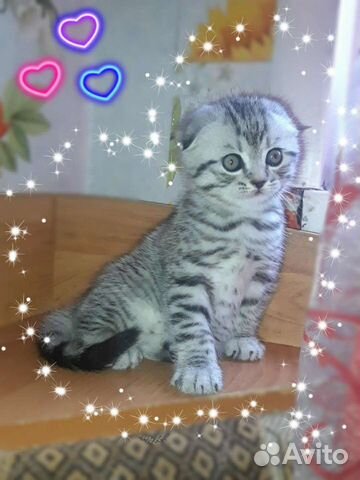 Вислоухое маленькое счастье котенок