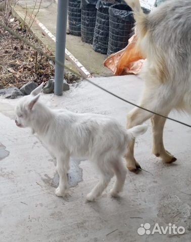 Козлик Ламанча