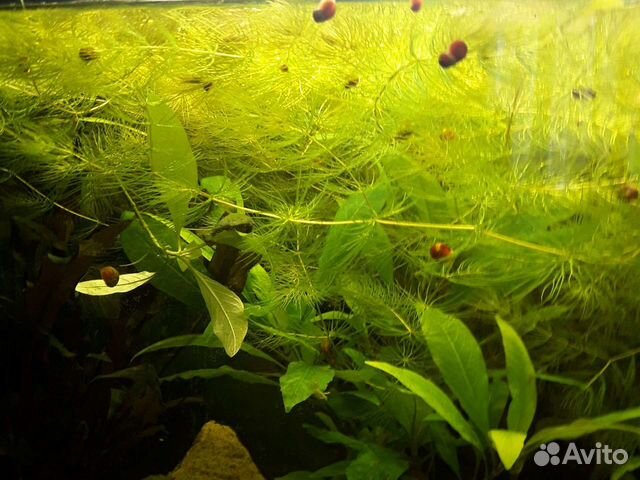 Аквариумное растение
