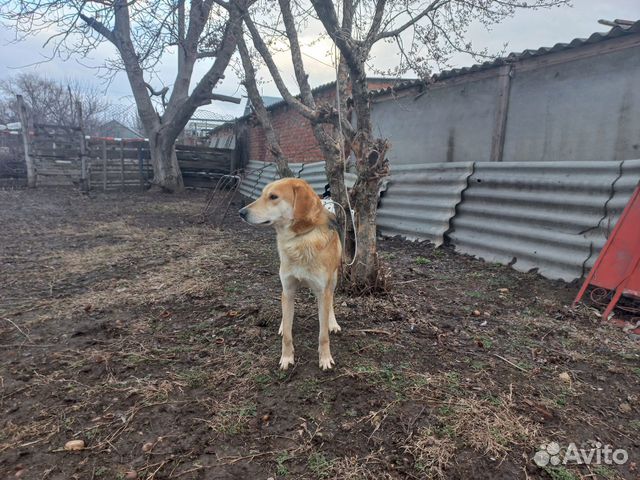 Русская гончая