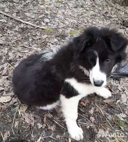 Ласковый медвежонок ищет дом