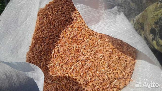 Гаммарус, Дафния