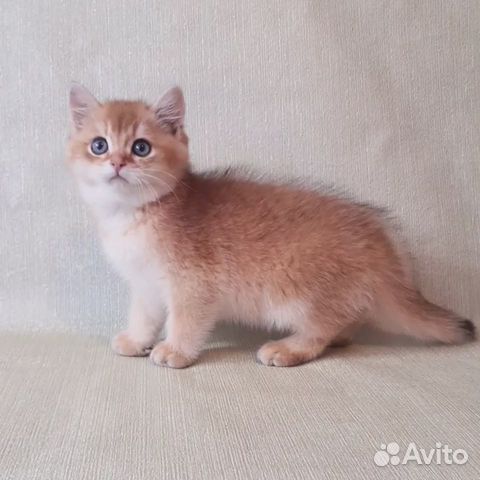 Котик золотая шиншилла