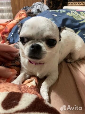 Ишу кабеля для собаки Чихуахуа