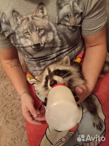 Енот полоскун