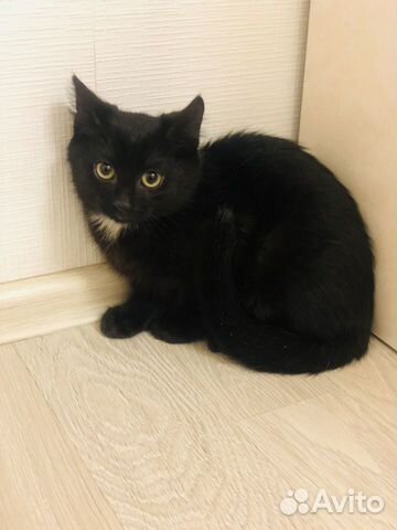 Котенок в добрые руки
