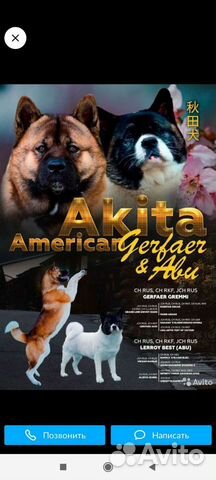Акита
